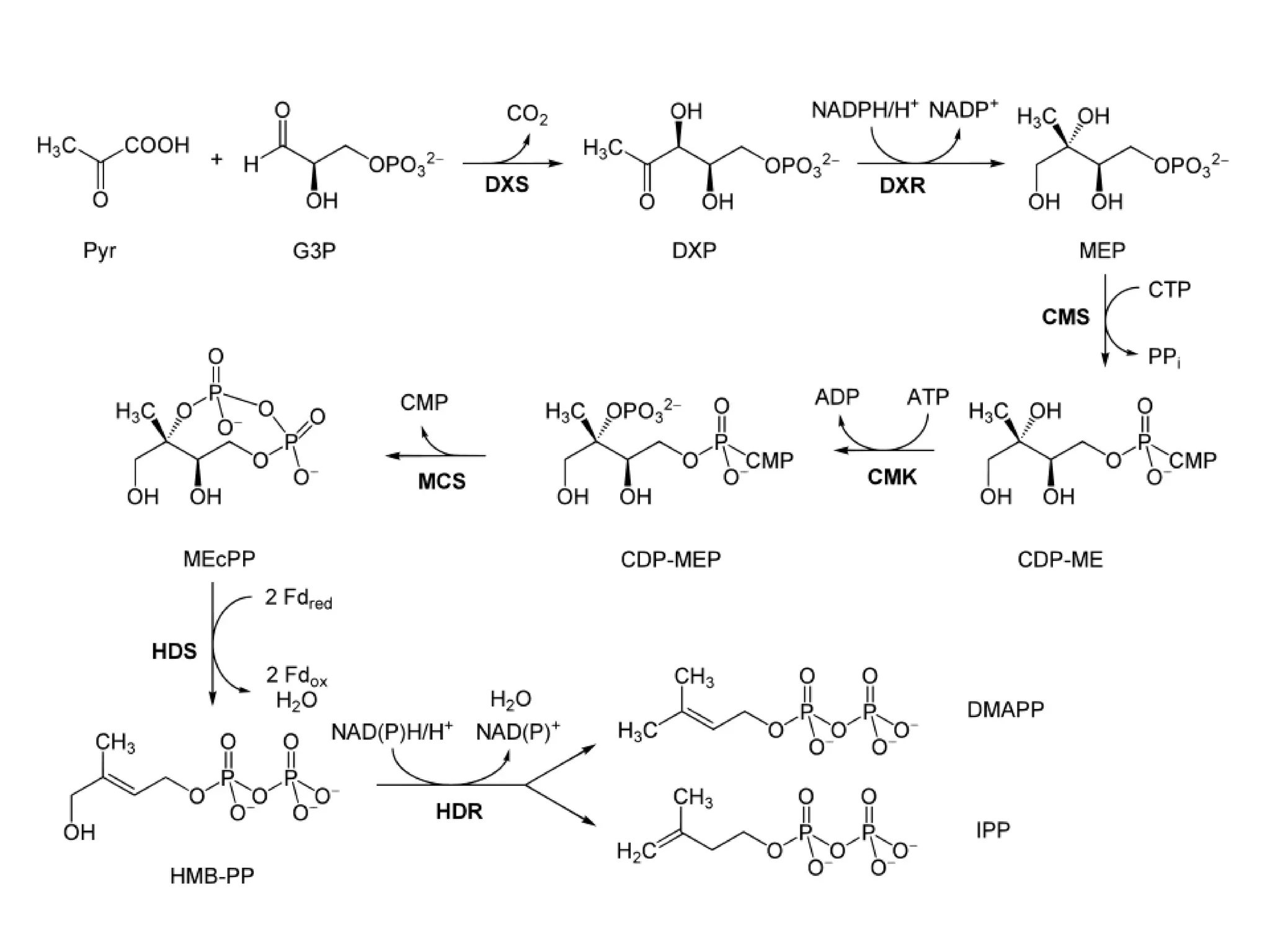 Non mevalonate pathway | PPTX