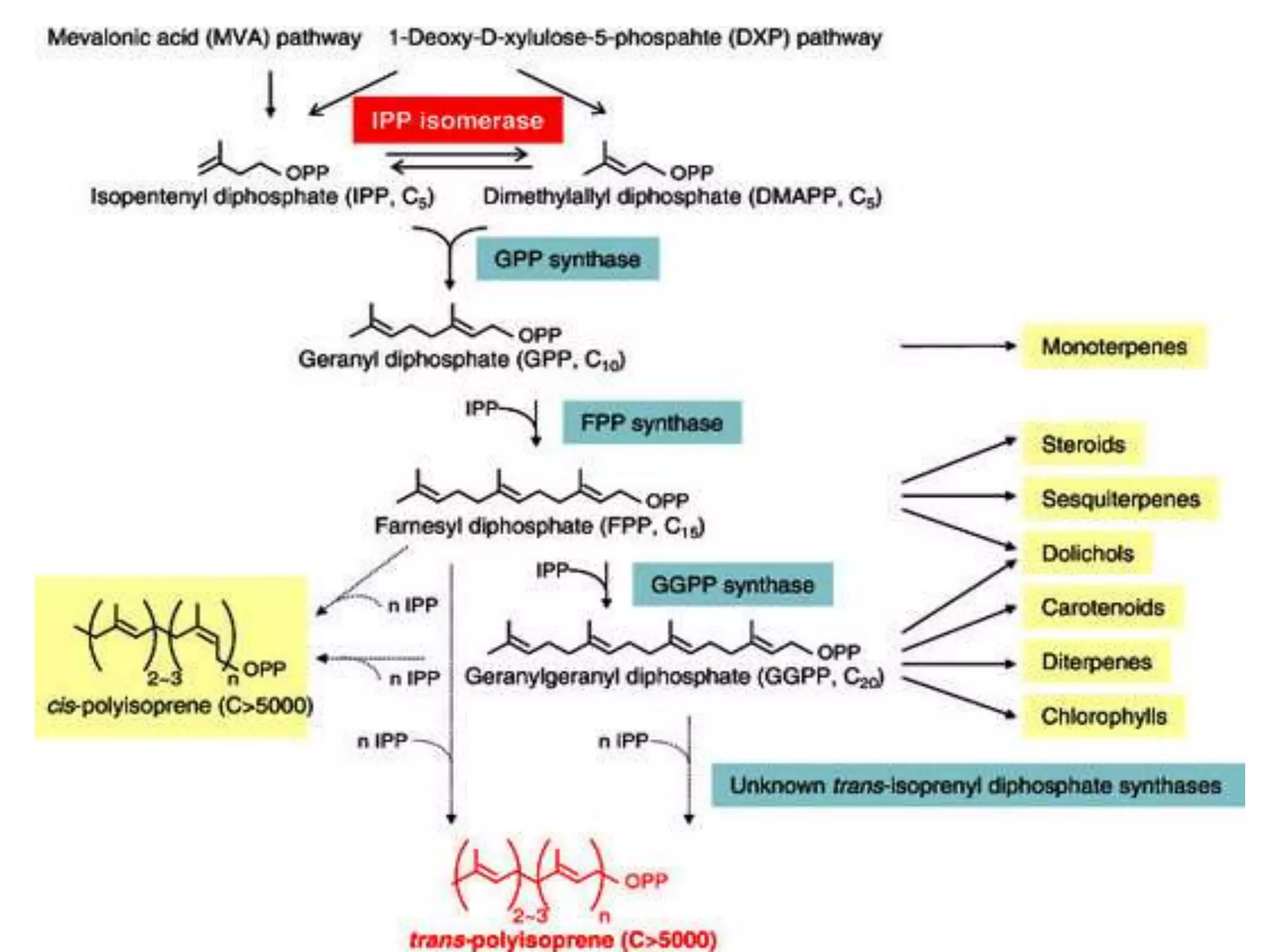 Non mevalonate pathway | PPTX