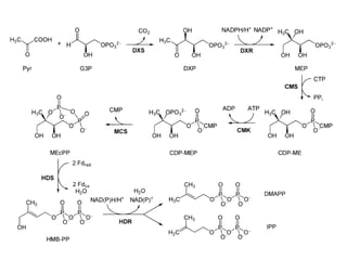 Non mevalonate pathway | PPTX