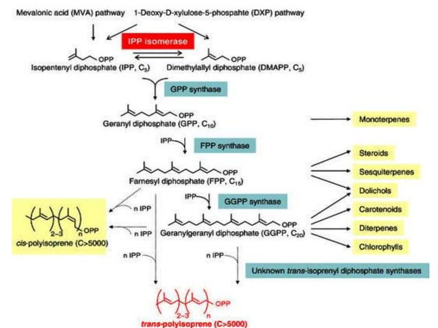 Non mevalonate pathway | PPTX