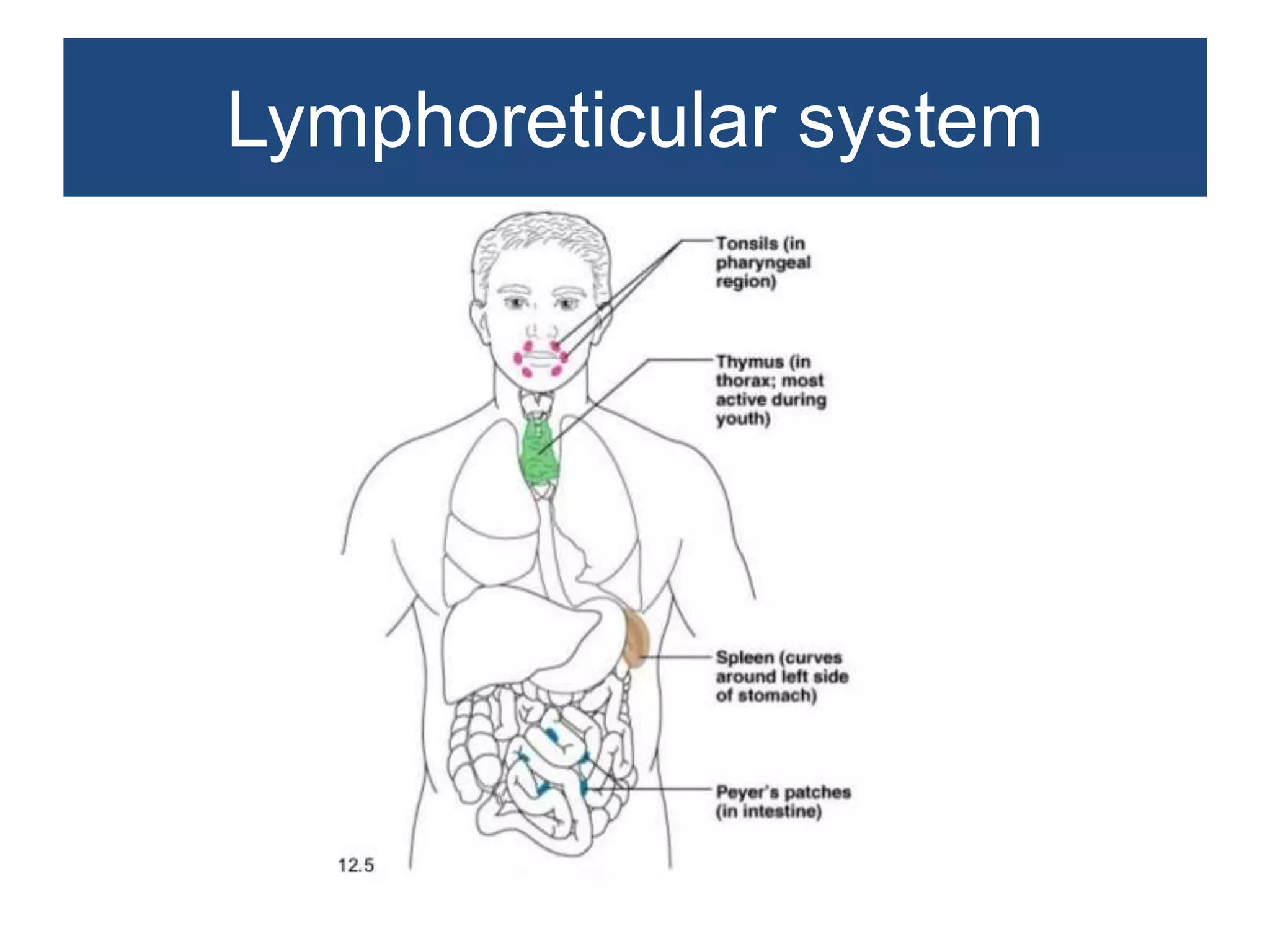 Non neoplastic lesions of lymph node | PPTX