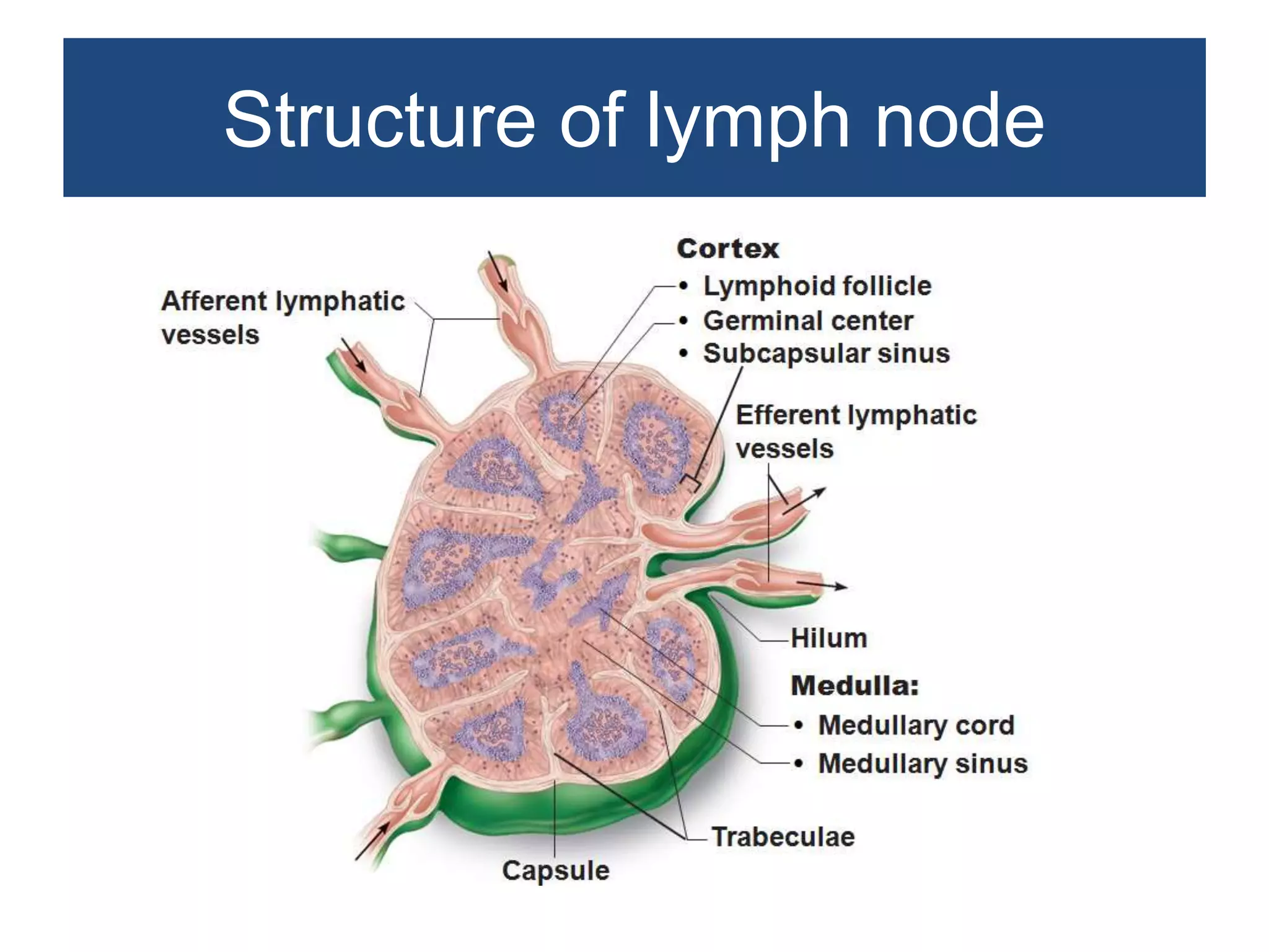 Non neoplastic lesions of lymph node | PPTX