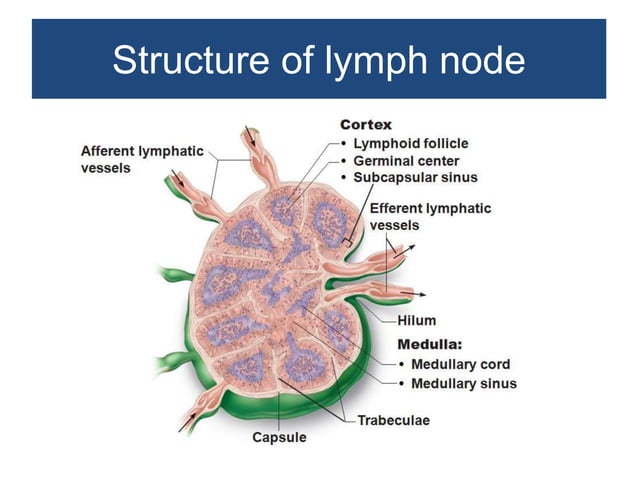 Non neoplastic lesions of lymph node | PPTX | Blood Disorders ...
