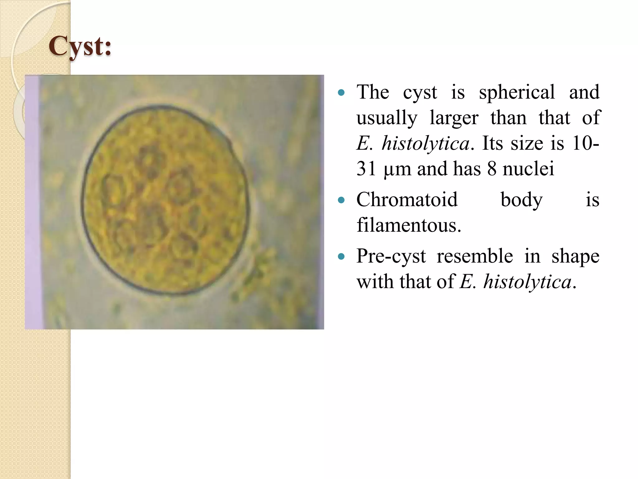 non-pathogenic amoeba.pptx