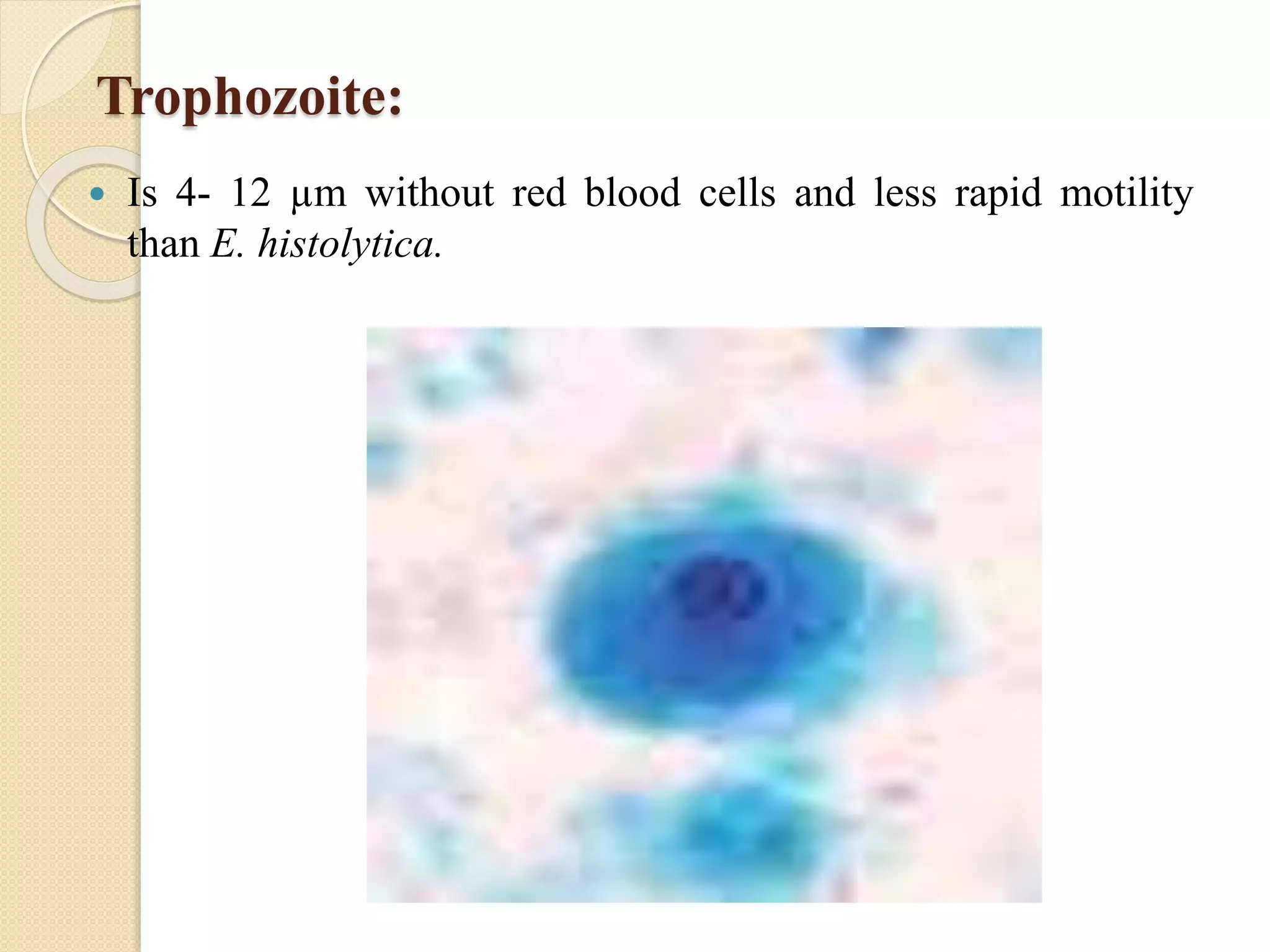 non-pathogenic amoeba.pptx