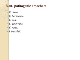 non-pathogenic amoeba.pptx