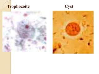 non-pathogenic amoeba.pptx