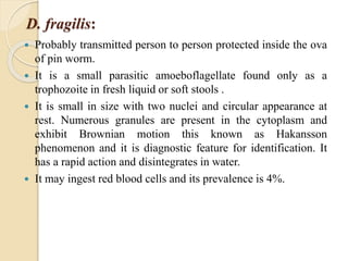 non-pathogenic amoeba.pptx
