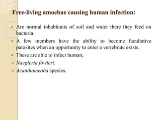 non-pathogenic amoeba.pptx