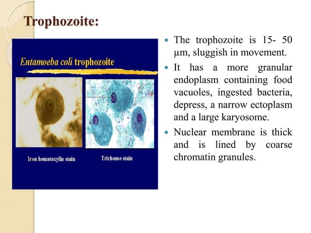 non-pathogenic amoeba.pptx | Biological Sciences | Science