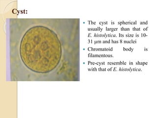 non-pathogenic amoeba.pptx