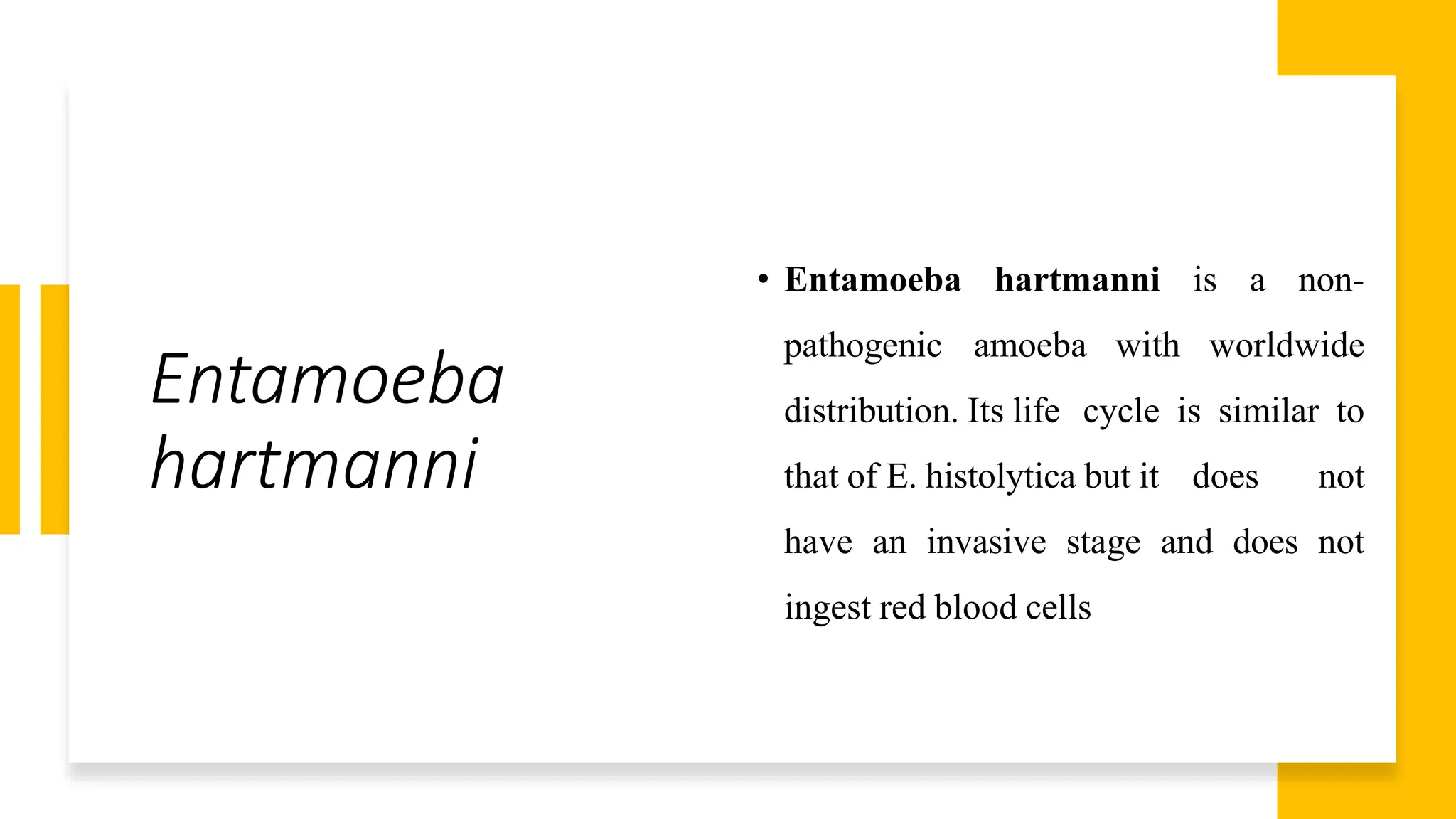 Non-pathogenic Amoeba. protozoa in the ameba group inhabit human ...
