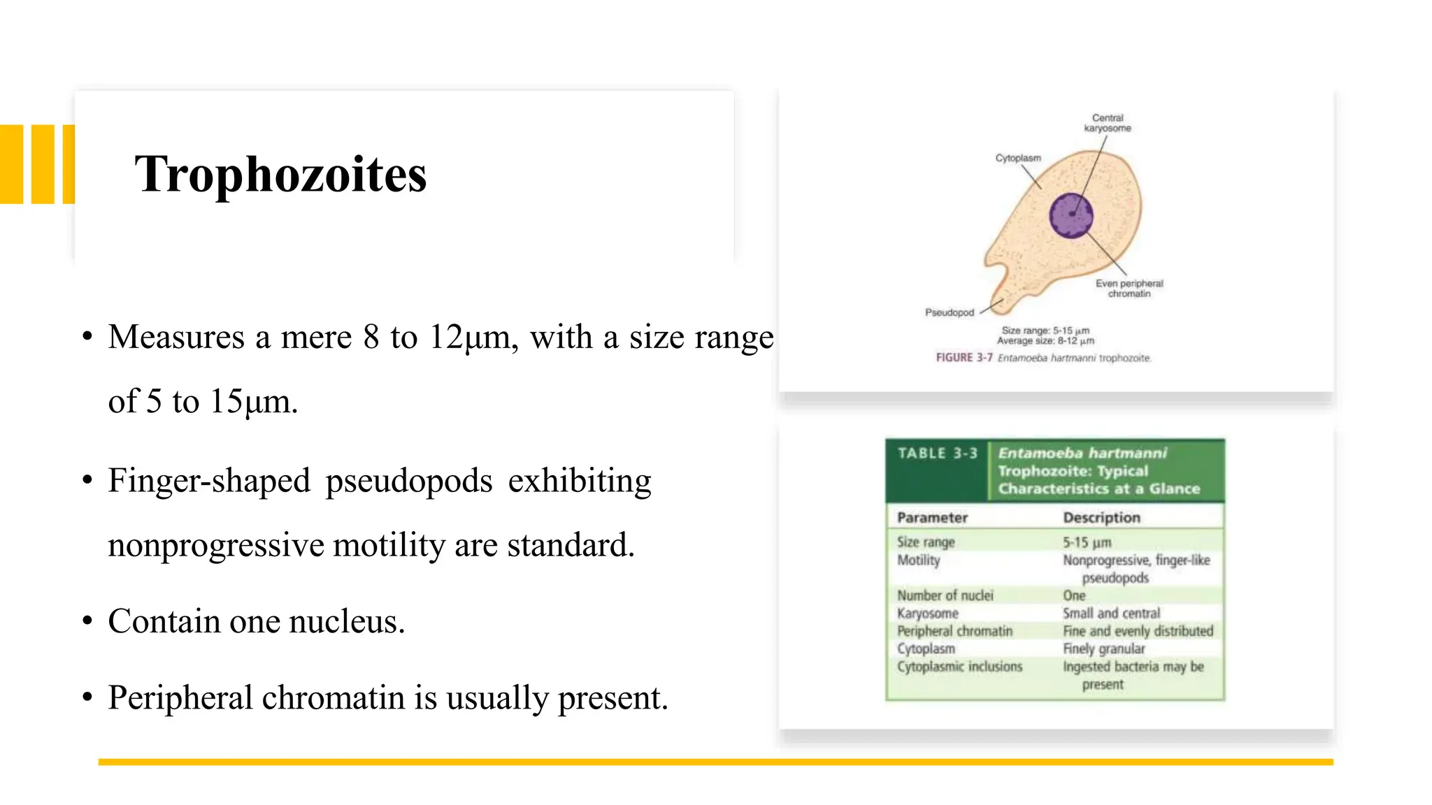 Non-pathogenic Amoeba. protozoa in the ameba group inhabit human ...