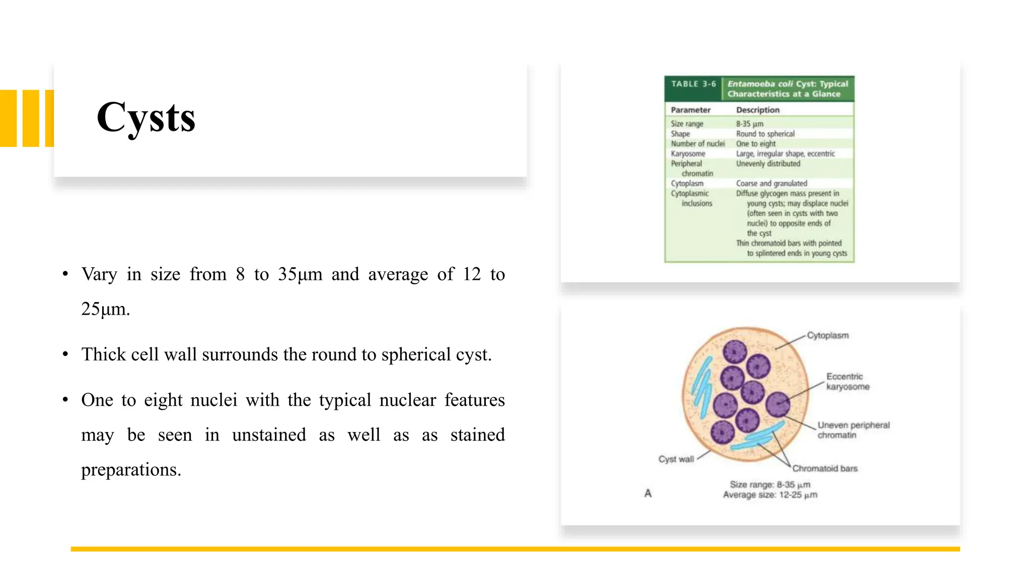 Non-pathogenic Amoeba. protozoa in the ameba group inhabit human ...