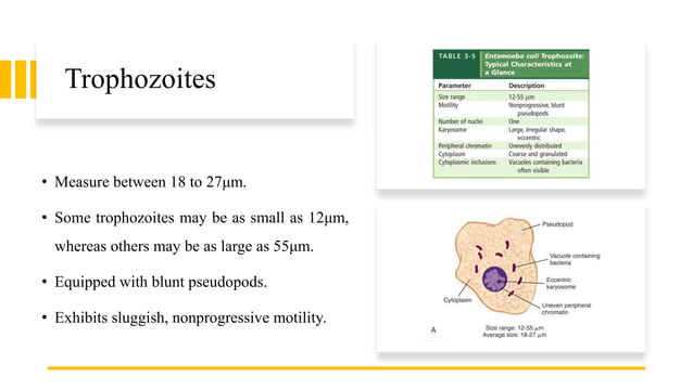Non-pathogenic Amoeba. protozoa in the ameba group inhabit human ...
