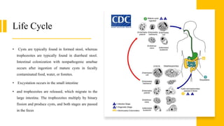 Non-pathogenic Amoeba. protozoa in the ameba group inhabit human ...
