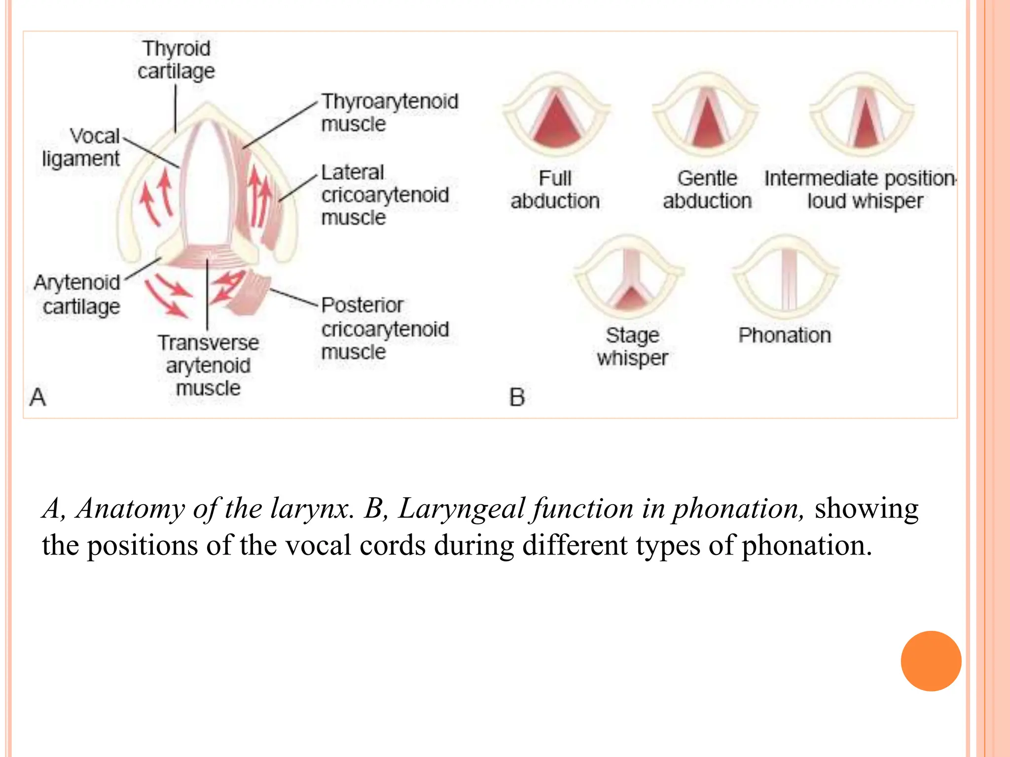 Non-Respiratory Functions of The Respiratory System | Jindal Chest ...