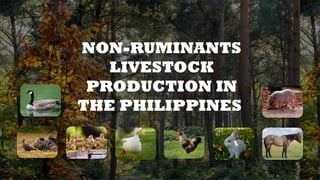 NON-RUMINANTS Production in the Philippines | PPTX