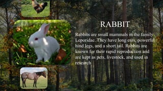 NON-RUMINANTS Production in the Philippines | PPT