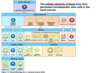 Non Specific Immune Defense | PPT