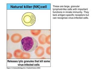 Non Specific Immune Defense | PPT