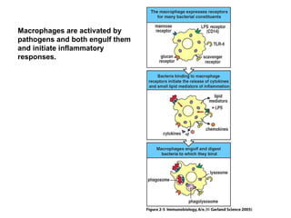 Non Specific Immune Defense | PPT