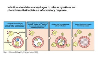 Non Specific Immune Defense | PPT