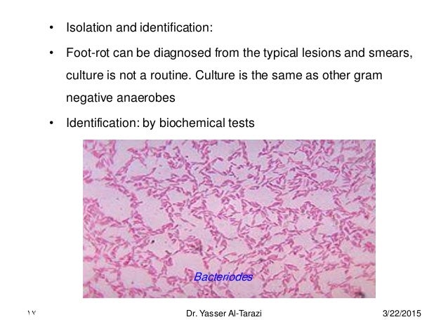 Non spore-forming anaerobic-bacteria2