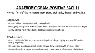 Anaerobes | PPTX