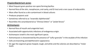 Anaerobes | PPTX