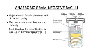 Anaerobes | PPTX | Digestive Disorders | Diseases and Conditions
