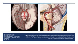 Non-traumatic Vasculogenic Lesions of the Brain | PPTX