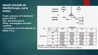 Non additive gene action | PPT
