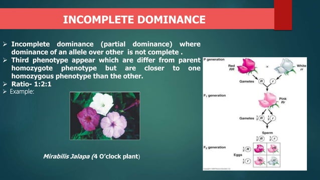Non additive gene action | PPTX