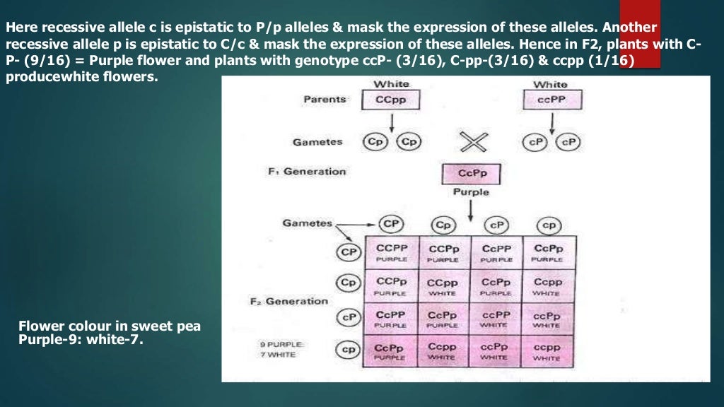Non Additive Gene Action Non Additive Gene Action