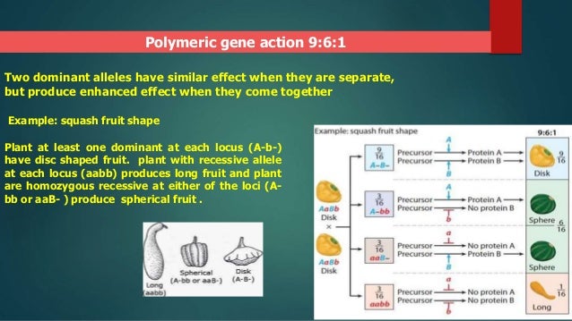 Non Additive Gene Action Non Additive Gene Action
