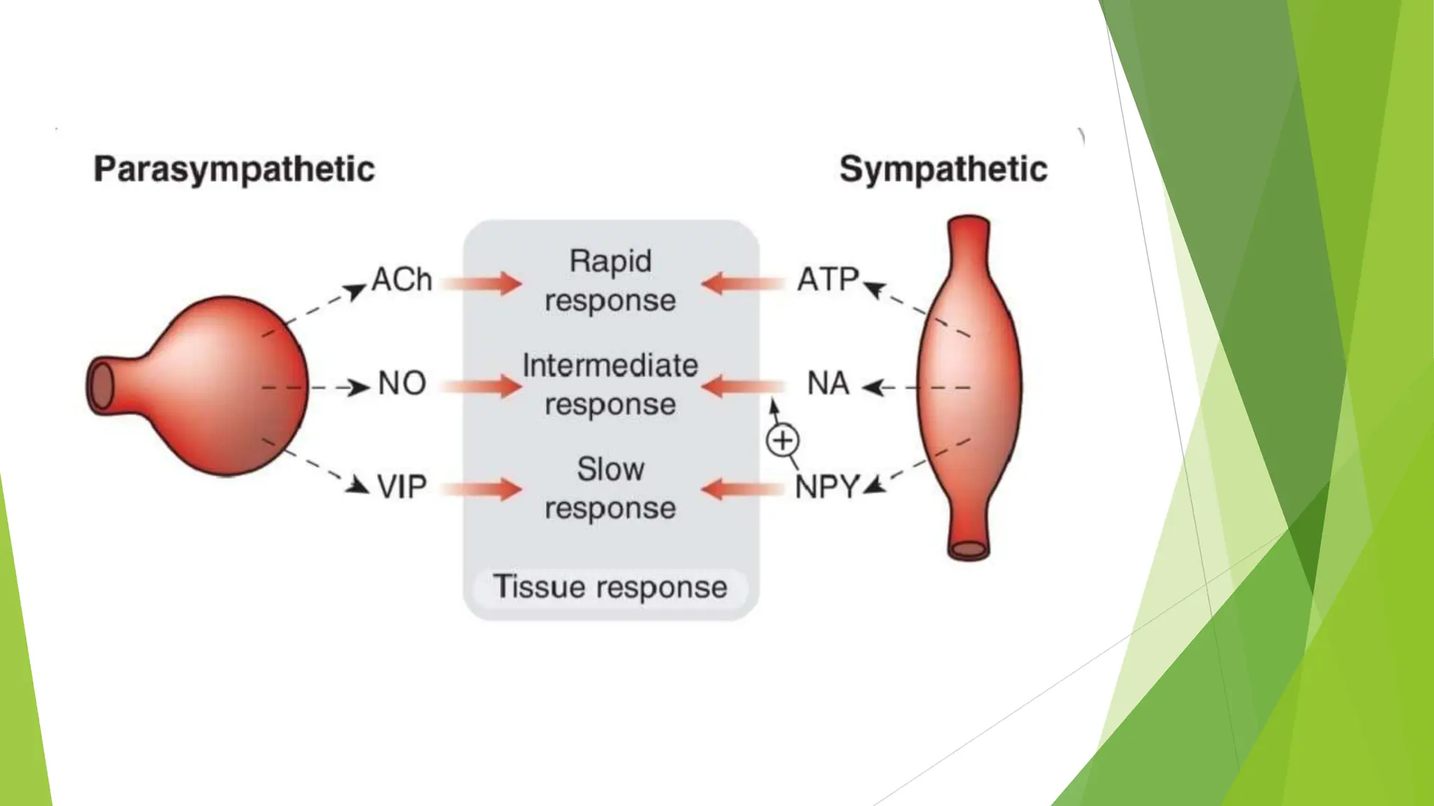 NON ADRENERGIC NON CHOLINERGIC TRANSMISSION.pptx
