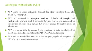 NON ADRENERGIC NON CHOLINERGIC TRANSMISSION.pptx | Brain and Nervous ...