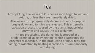 Non alcoholic beverages - TEA | PDF