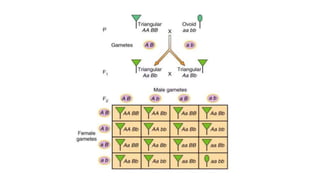 Non allelic gene interaction.pptx