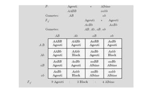 Non allelic gene interaction.pptx