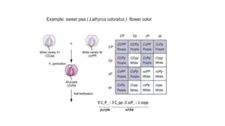 Non allelic gene interaction.pptx