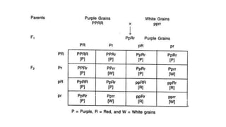 Non allelic gene interaction.pptx