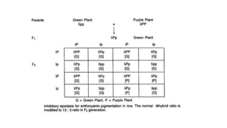 Non allelic gene interaction.pptx