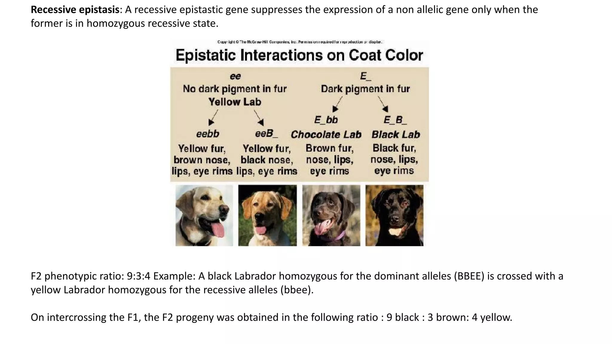 Non allelic gene interaction; dominant and recessive epistasis | PPTX