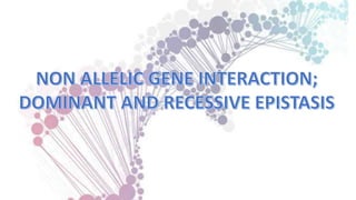 Non allelic gene interaction; dominant and recessive epistasis | PPTX