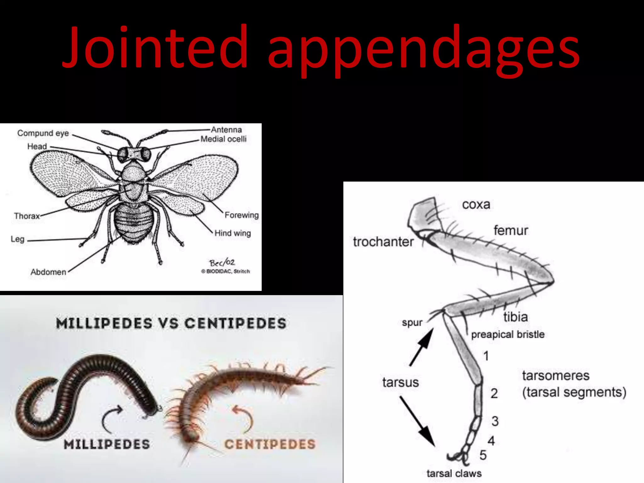 Non jointed and jointed appendages | PPTX