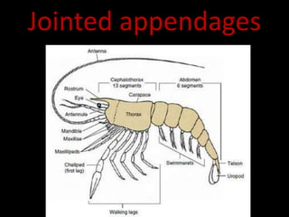 Non jointed and jointed appendages | PPTX