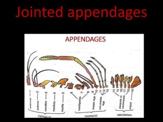 Non jointed and jointed appendages | PPTX
