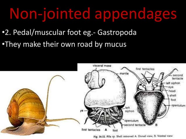 Non jointed and jointed appendages | PPTX